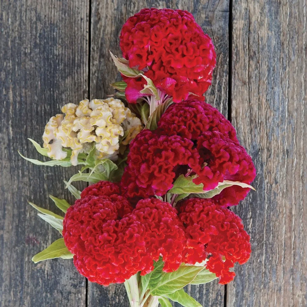 Ten of our Favorite New Seeds & Plants to try in 2024! — Territorial ...