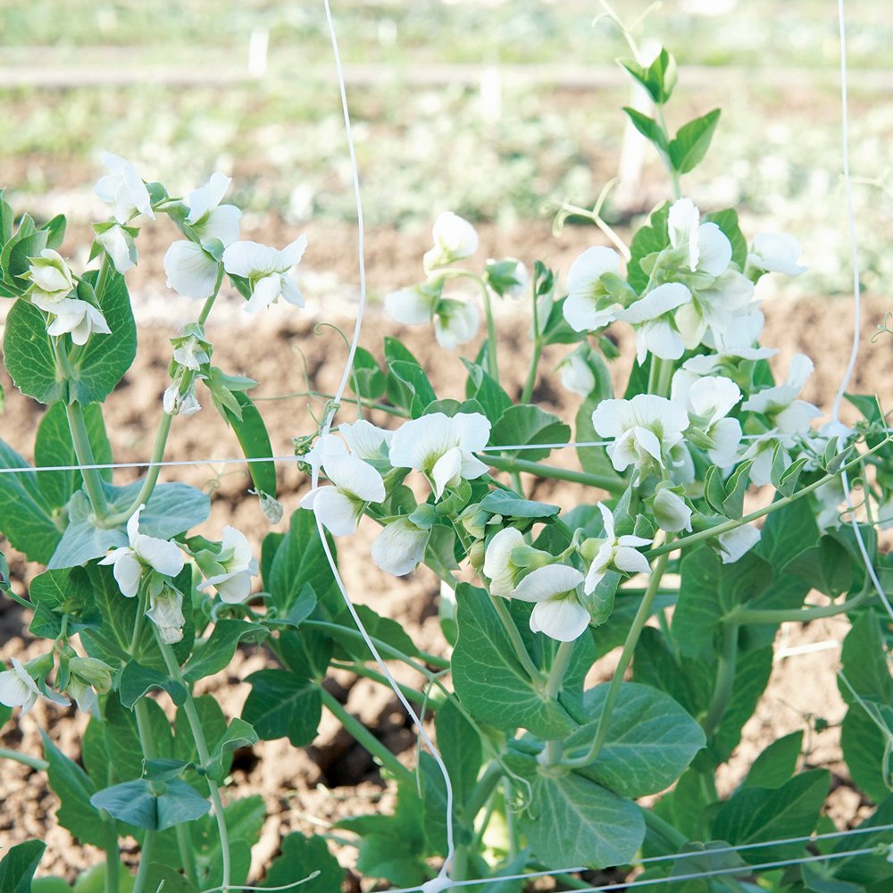 Ten of our Favorite New Seeds & Plants to try in 2024! — Territorial ...