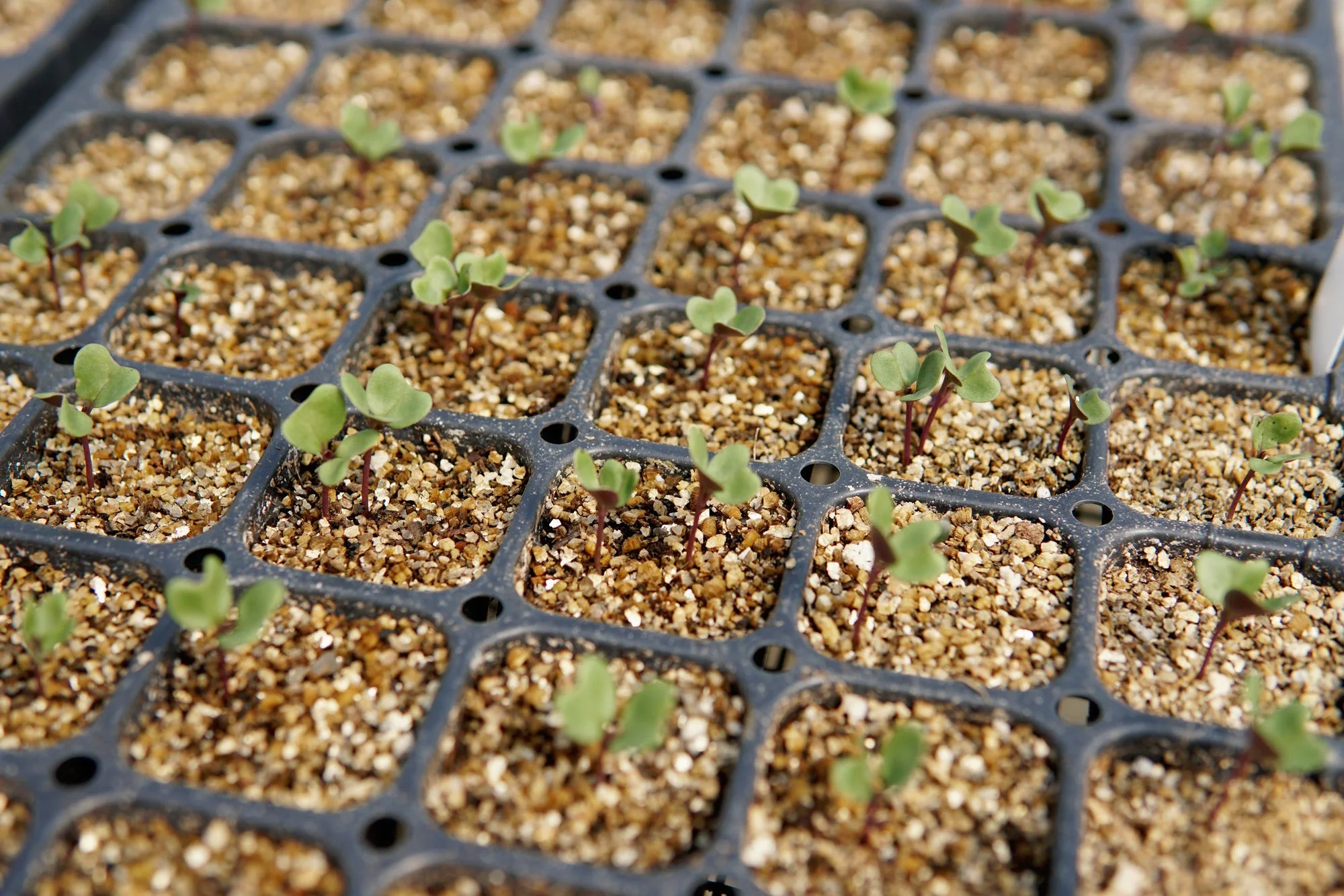 Common Gardening Questions and Answers — Territorial Seed Company Blog