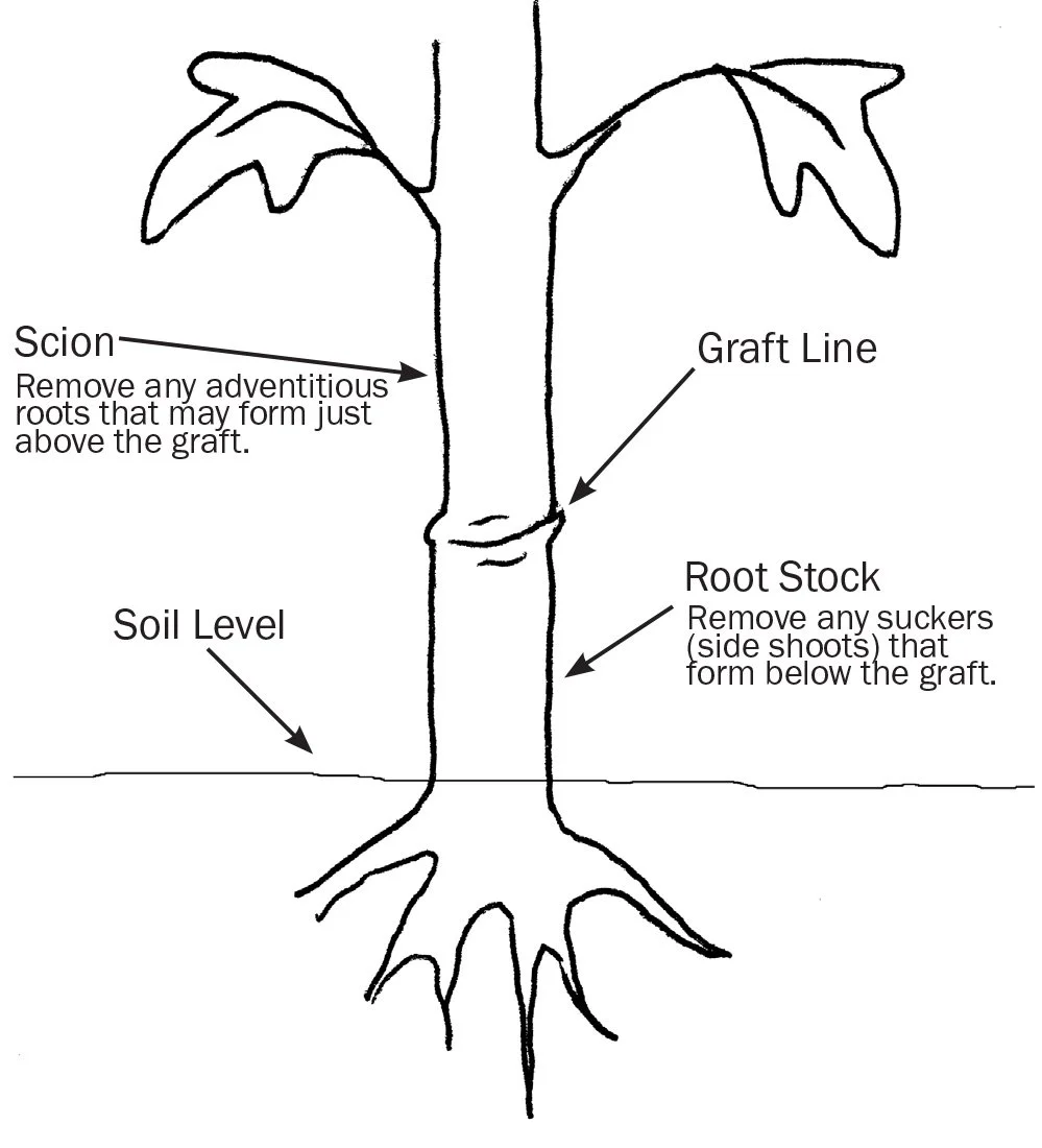 Grafted Plants for the Gardening Win! — Territorial Seed Company Blog