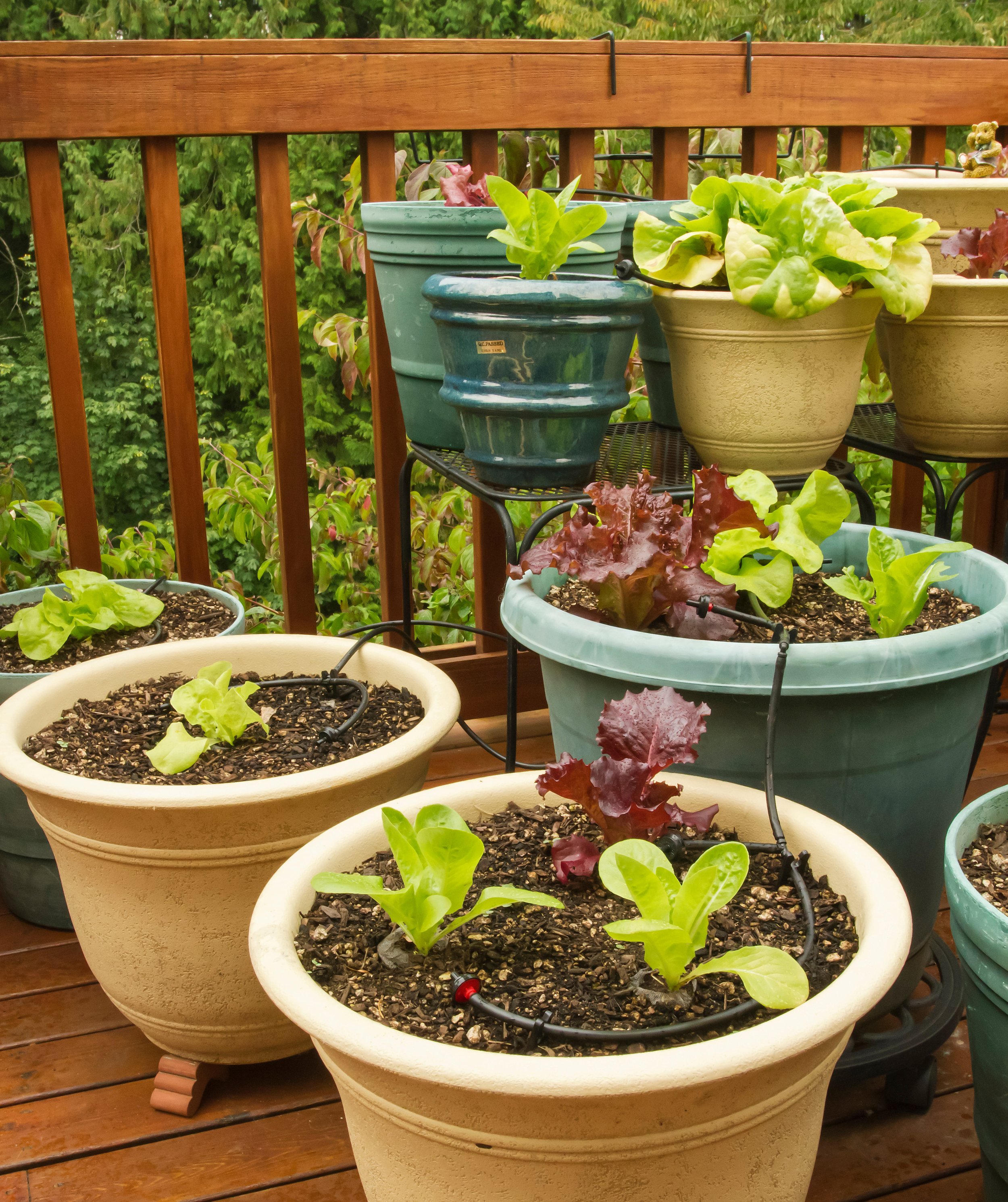 Container Gardening: Tips and Best Varieties to Grow — Territorial Seed ...