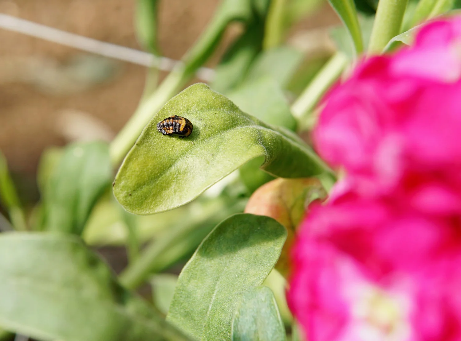 Befriending Beneficial Bugs — Territorial Seed Company Blog