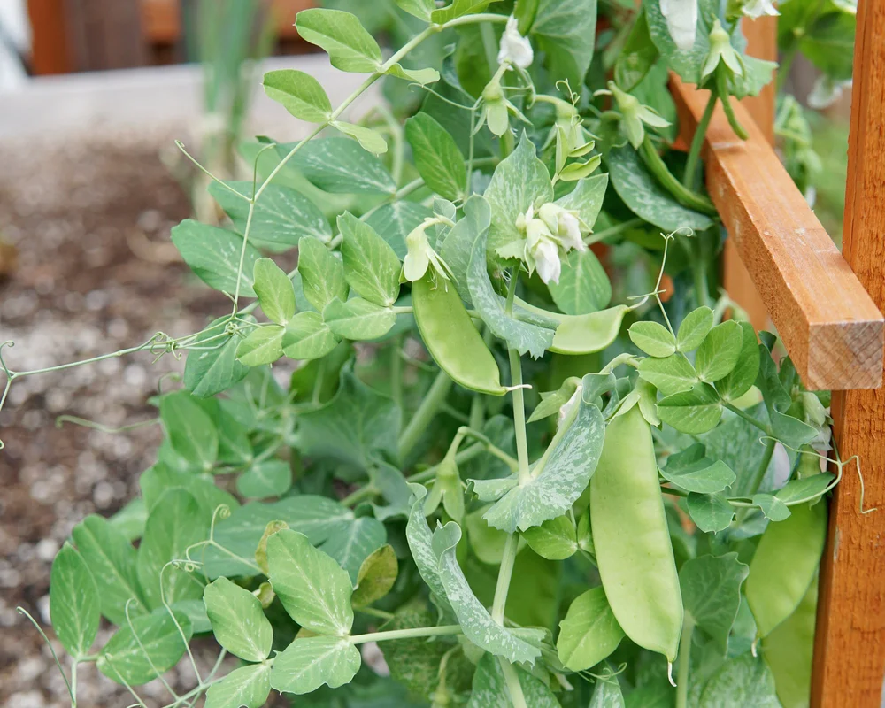 5 Must-Grow Crops for Your Fall & Winter Garden — Territorial Seed ...