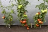 Grafted Plants for the Gardening Win! — Territorial Seed Company Blog