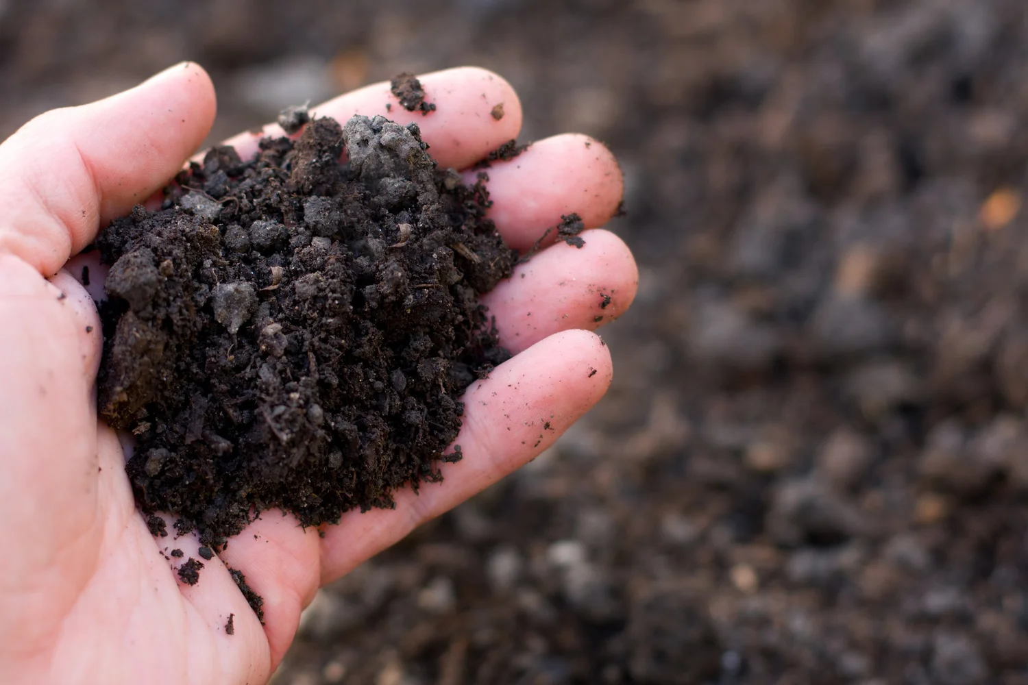 10 Tips to Become a Successful Gardener — Territorial Seed Company Blog