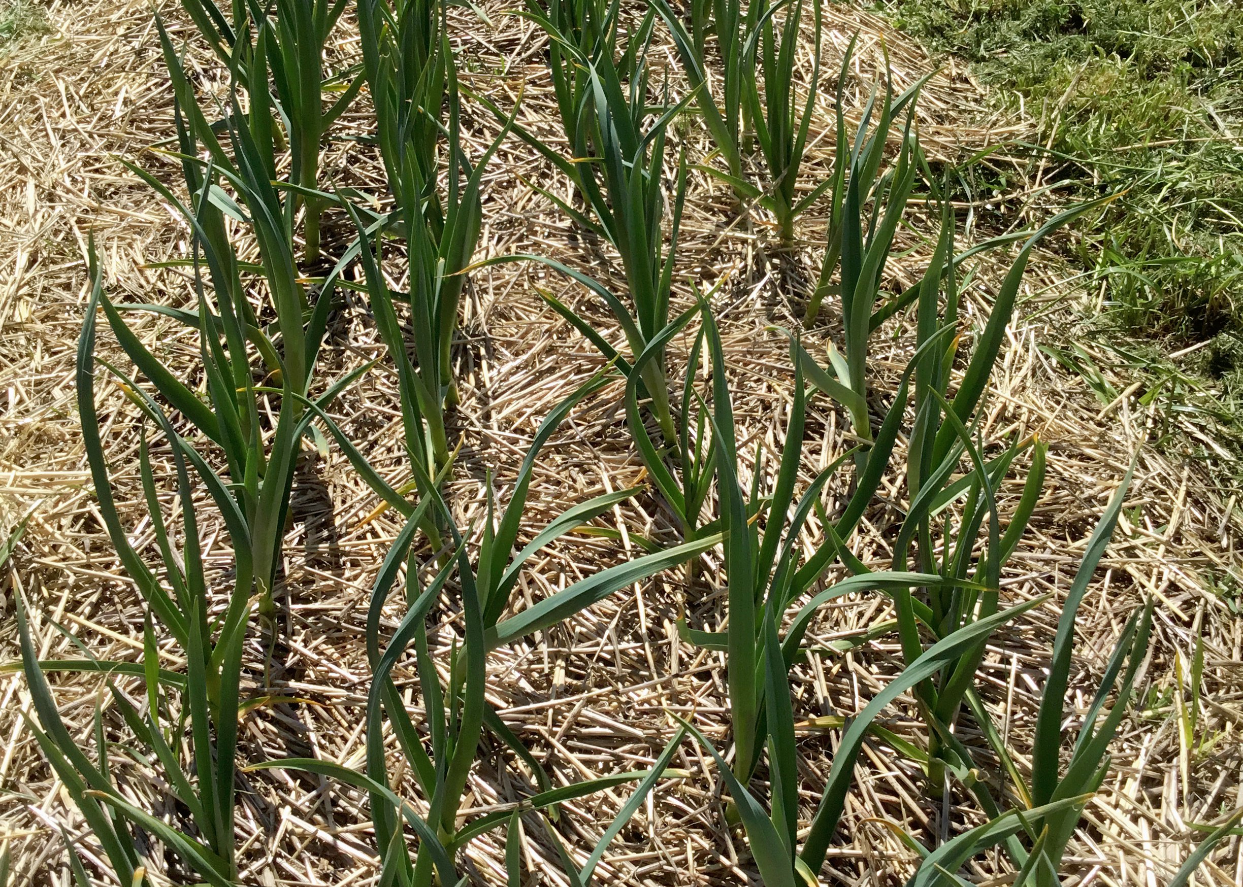 Enjoying Garlic Through the Seasons — Territorial Seed Company Blog