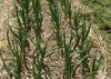 Enjoying Garlic Through the Seasons — Territorial Seed Company Blog