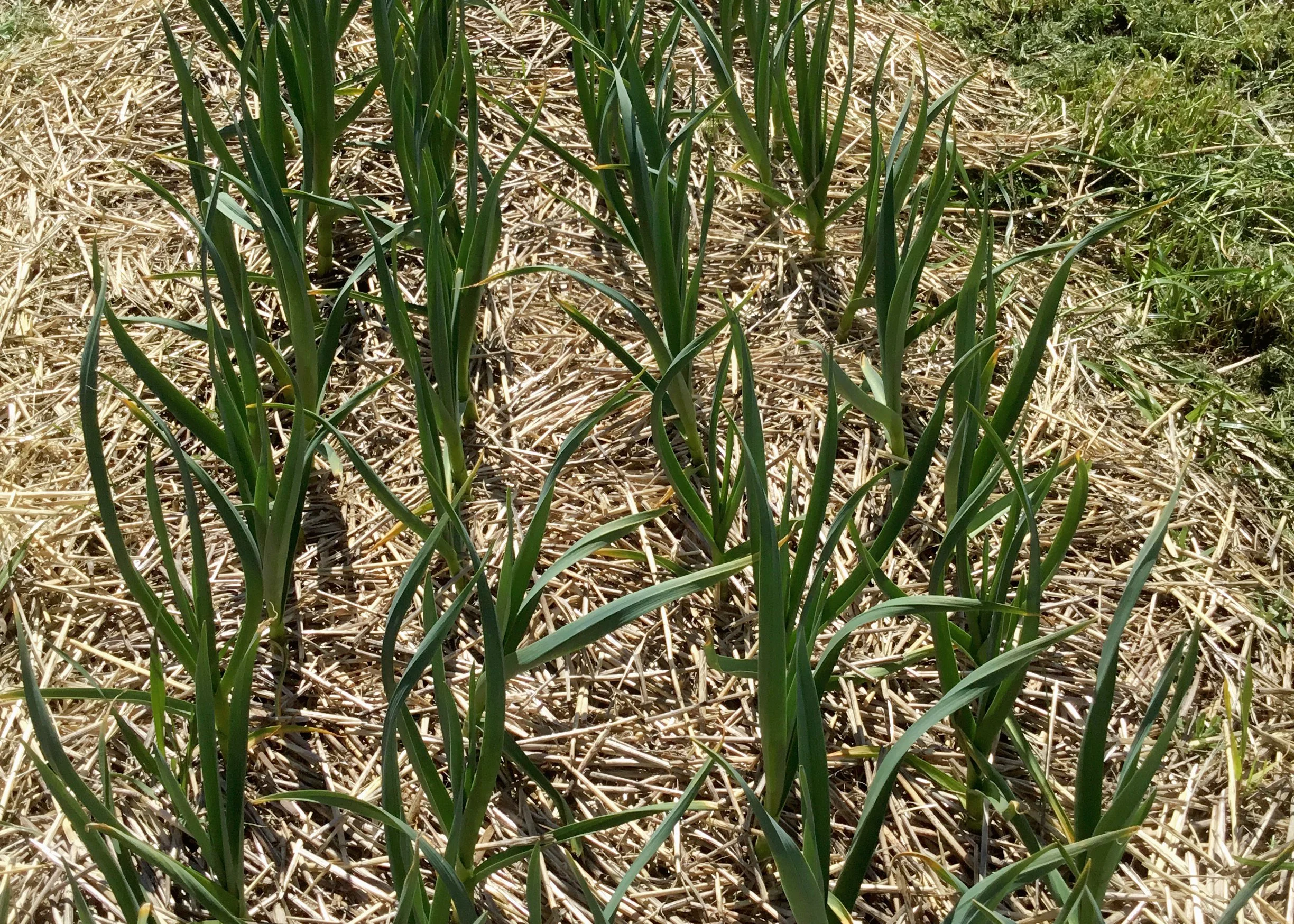 Enjoying Garlic Through the Seasons — Territorial Seed Company Blog