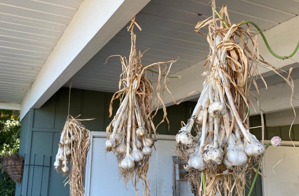 Grow Your Own Garlic: The Multifaceted Culinary Delight! — Territorial ...