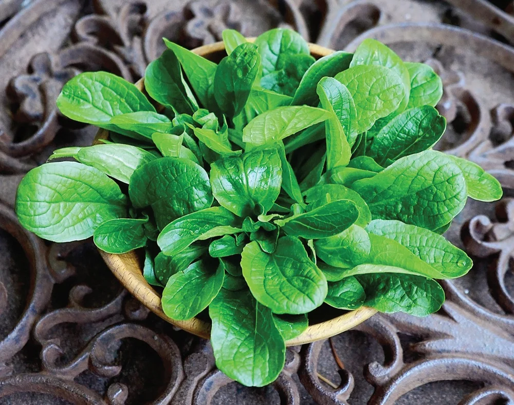 10 crops to try in your garden! — Territorial Seed Company Blog