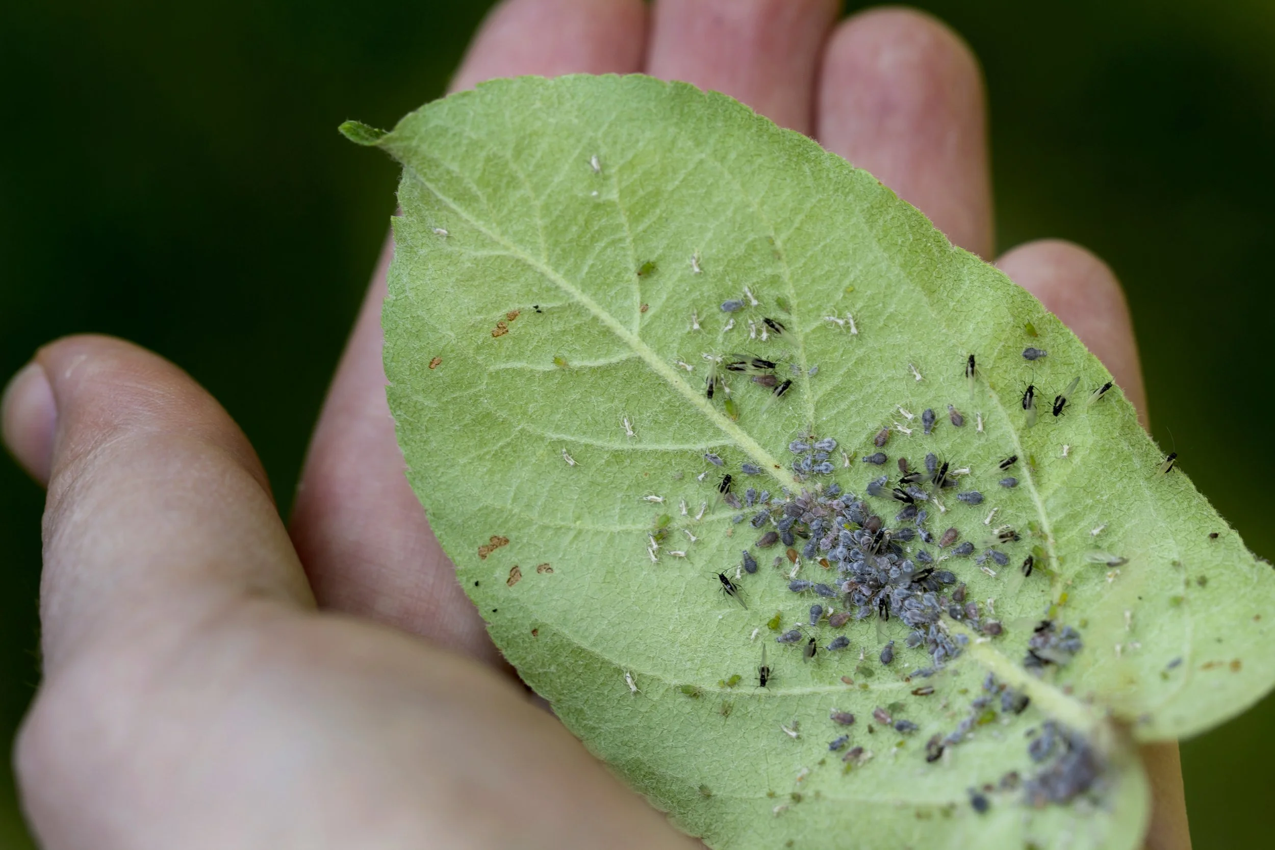 Common Garden Pests & Diseases Part 2 — Territorial Seed Company Blog