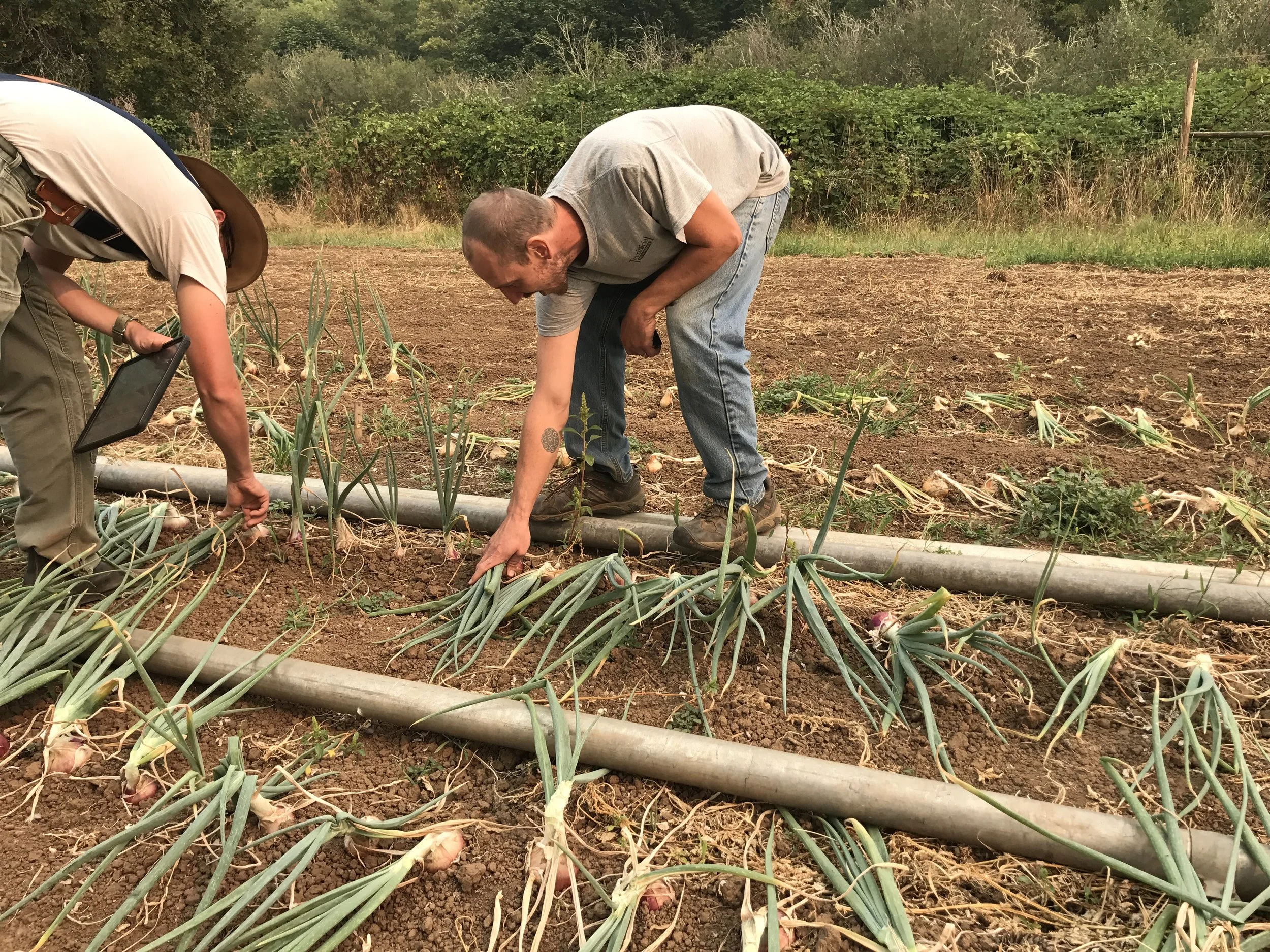 How to Overwinter Onions — Territorial Seed Company Blog