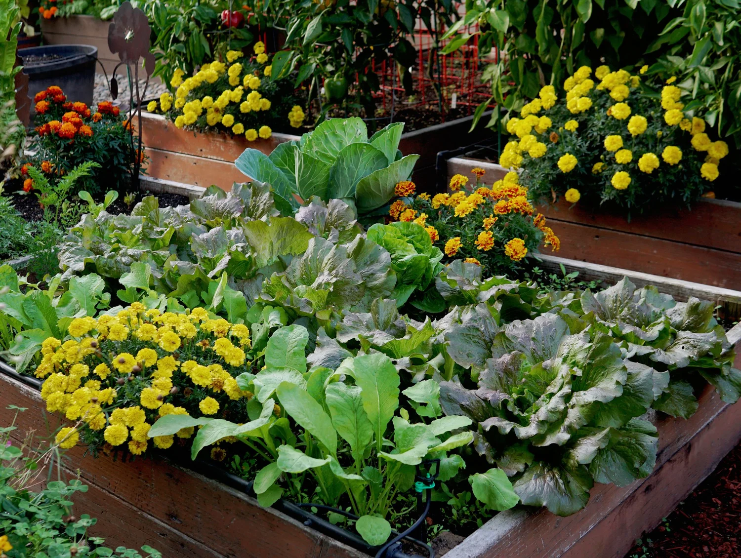 Succession Planting — Territorial Seed Company Blog