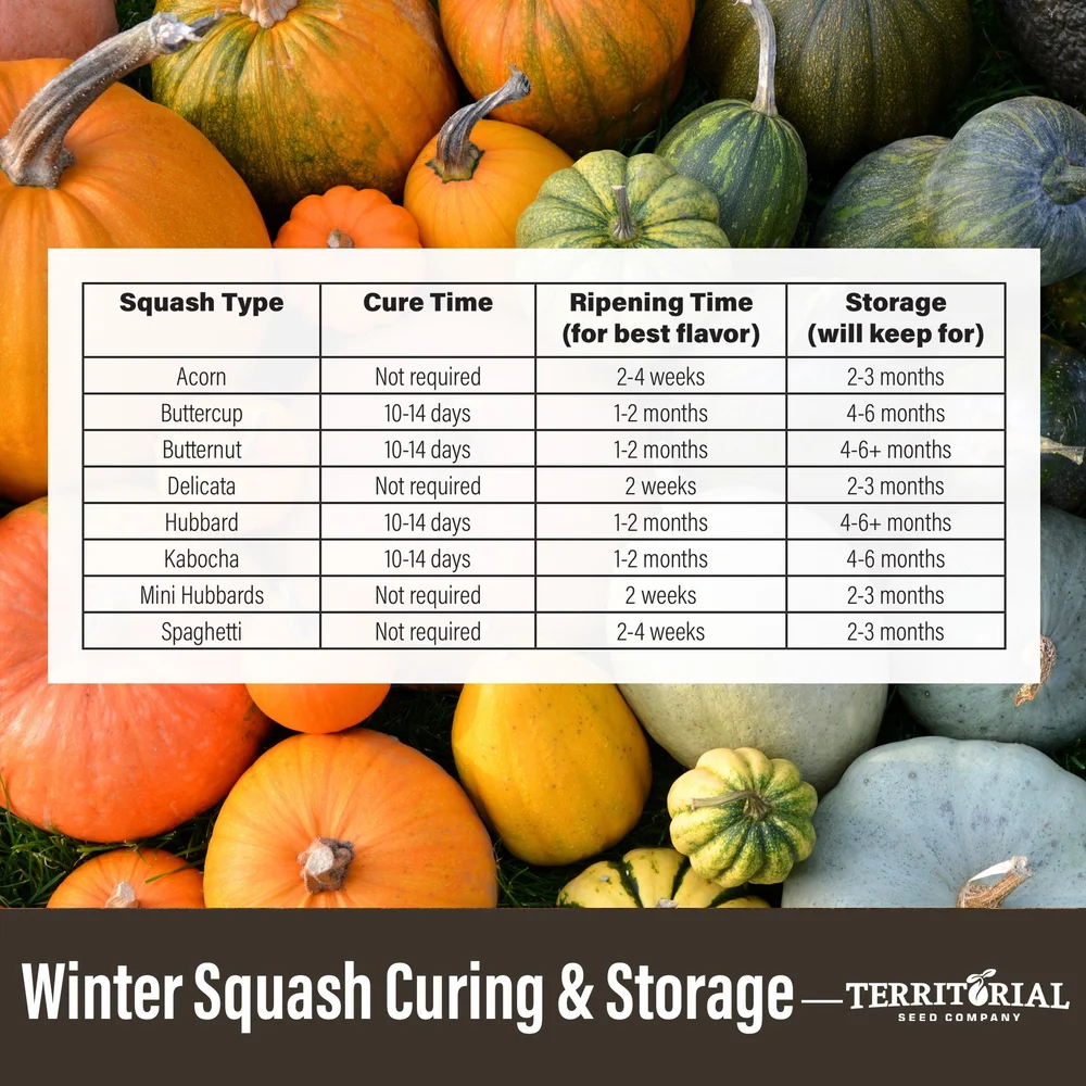 Picking Perfect Pumpkins (and Squash) — Territorial Seed Company Blog