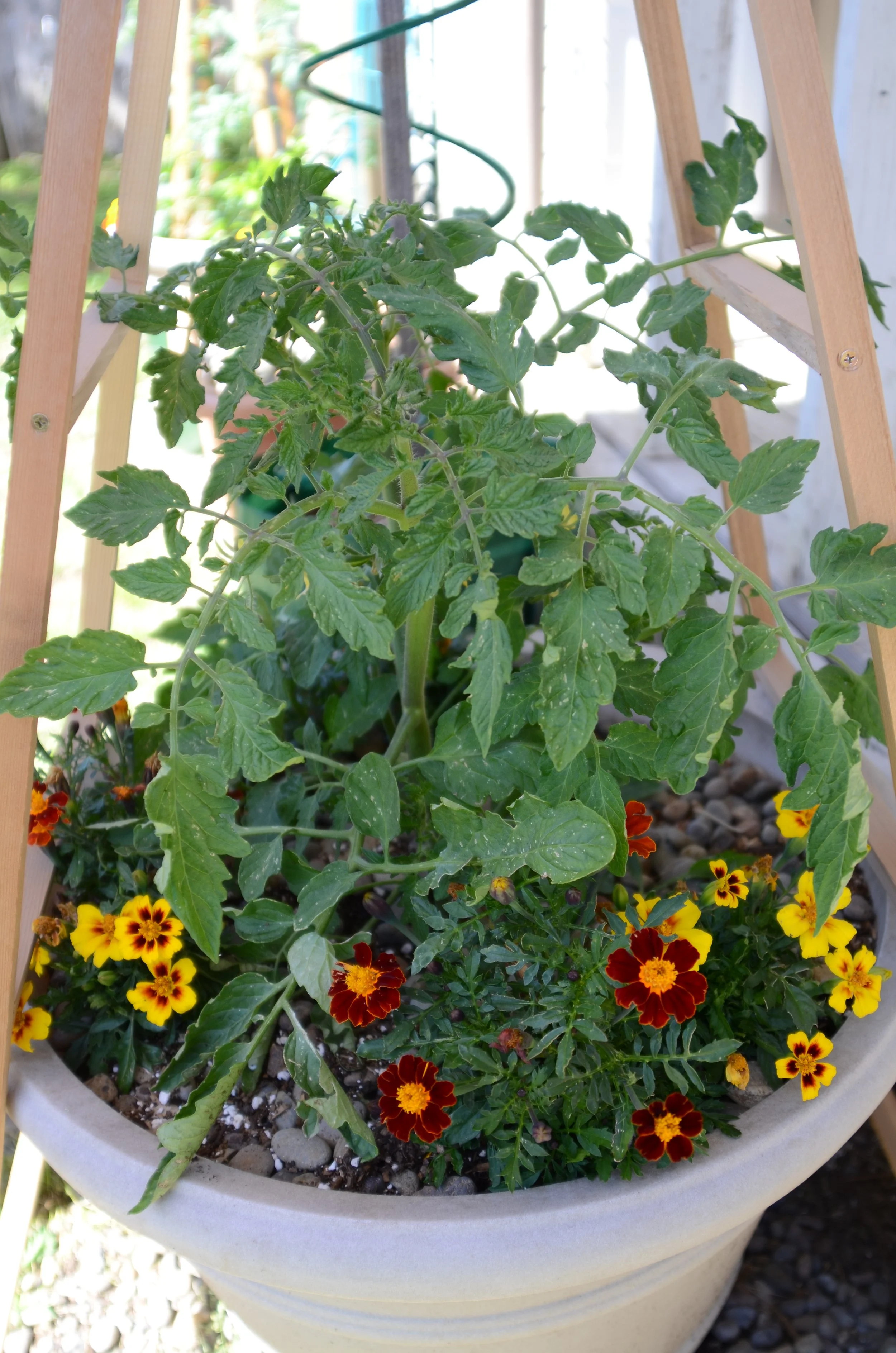 5 Gallon Tomato Planters
