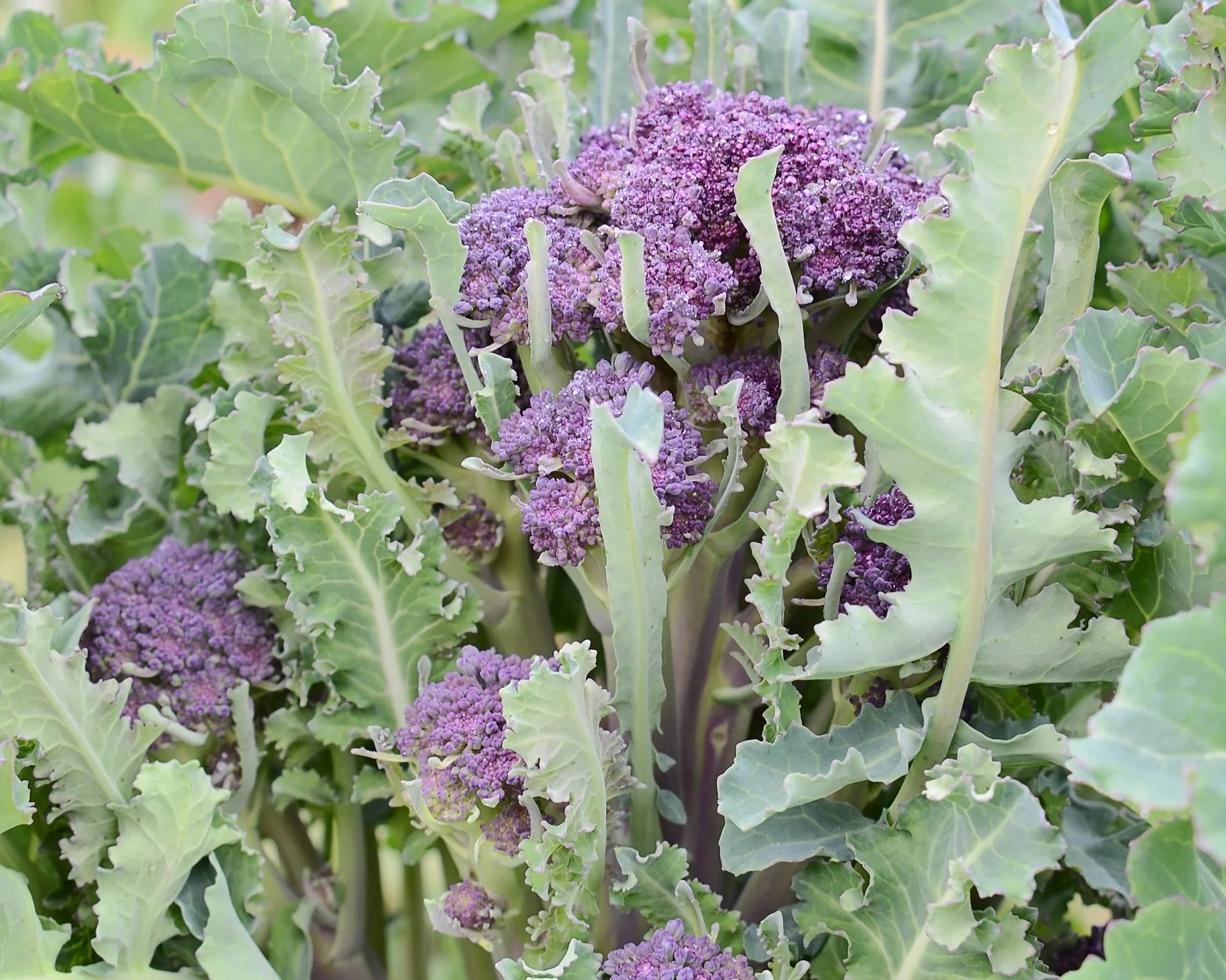 5 Must-Grow Crops for Your Fall & Winter Garden — Territorial Seed ...