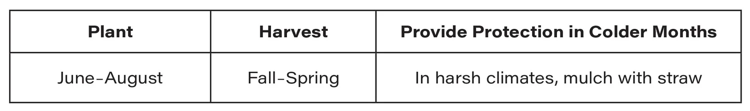 5 Must-Grow Crops for Your Fall & Winter Garden — Territorial Seed ...