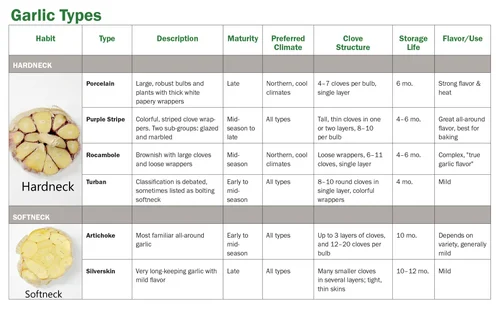 Grow Your Own Garlic: The Multifaceted Culinary Delight! — Territorial ...