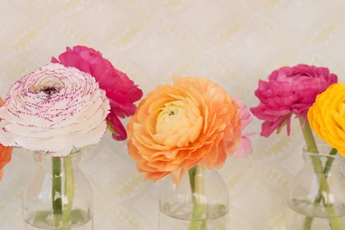 Ranunculus — Tania Muser