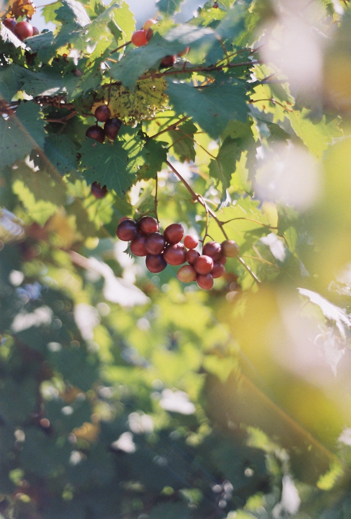 Union Grove Farm | Vineyard & Venue