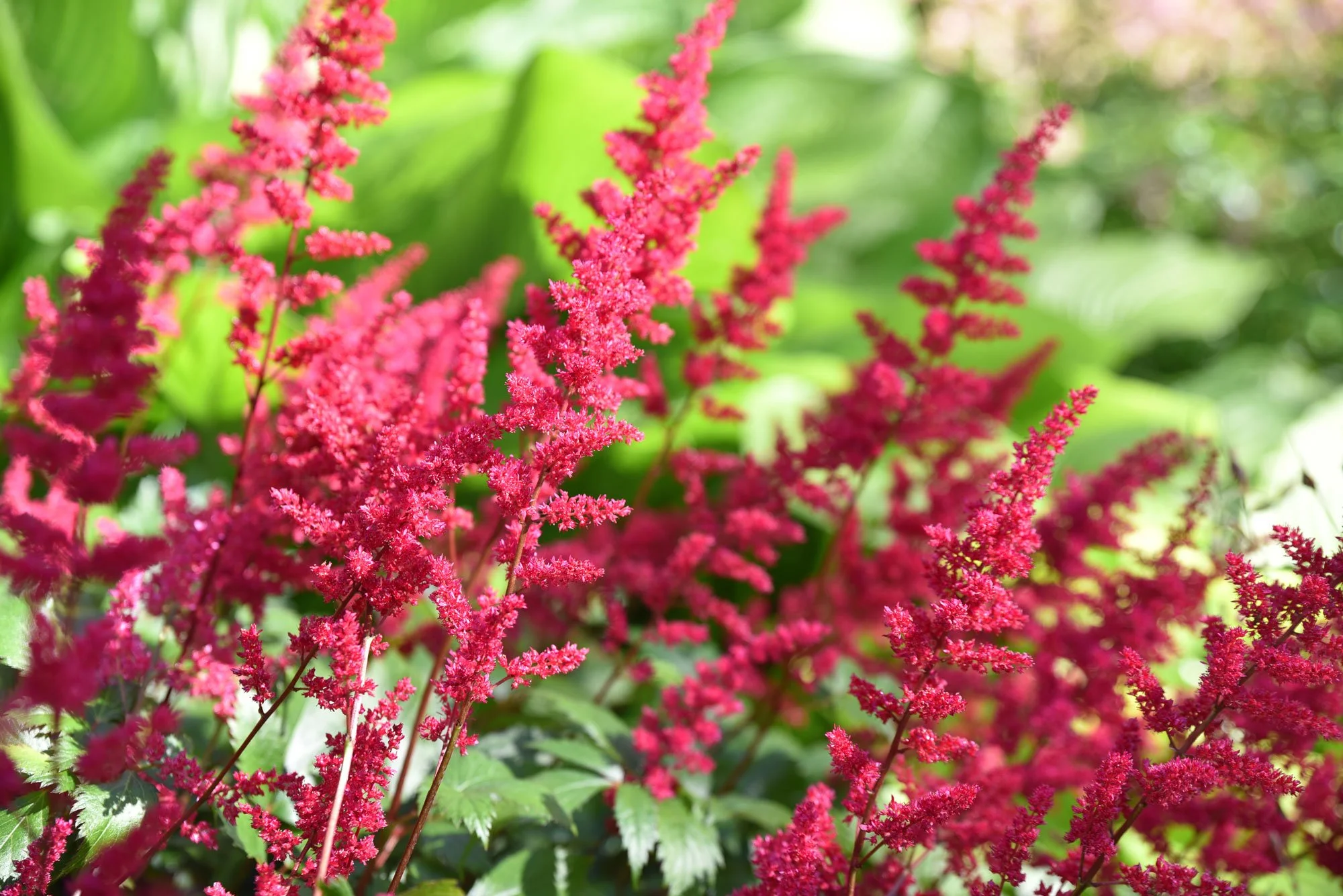 Are Astilbe Deer Resistant