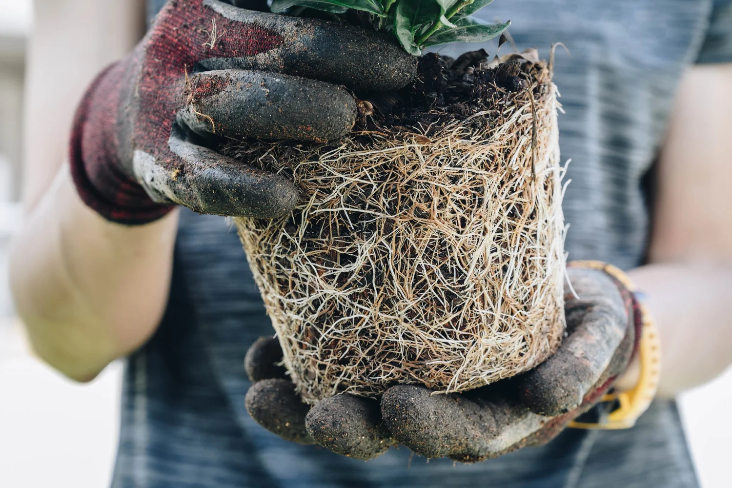 Copper Creek Garden Center and Market