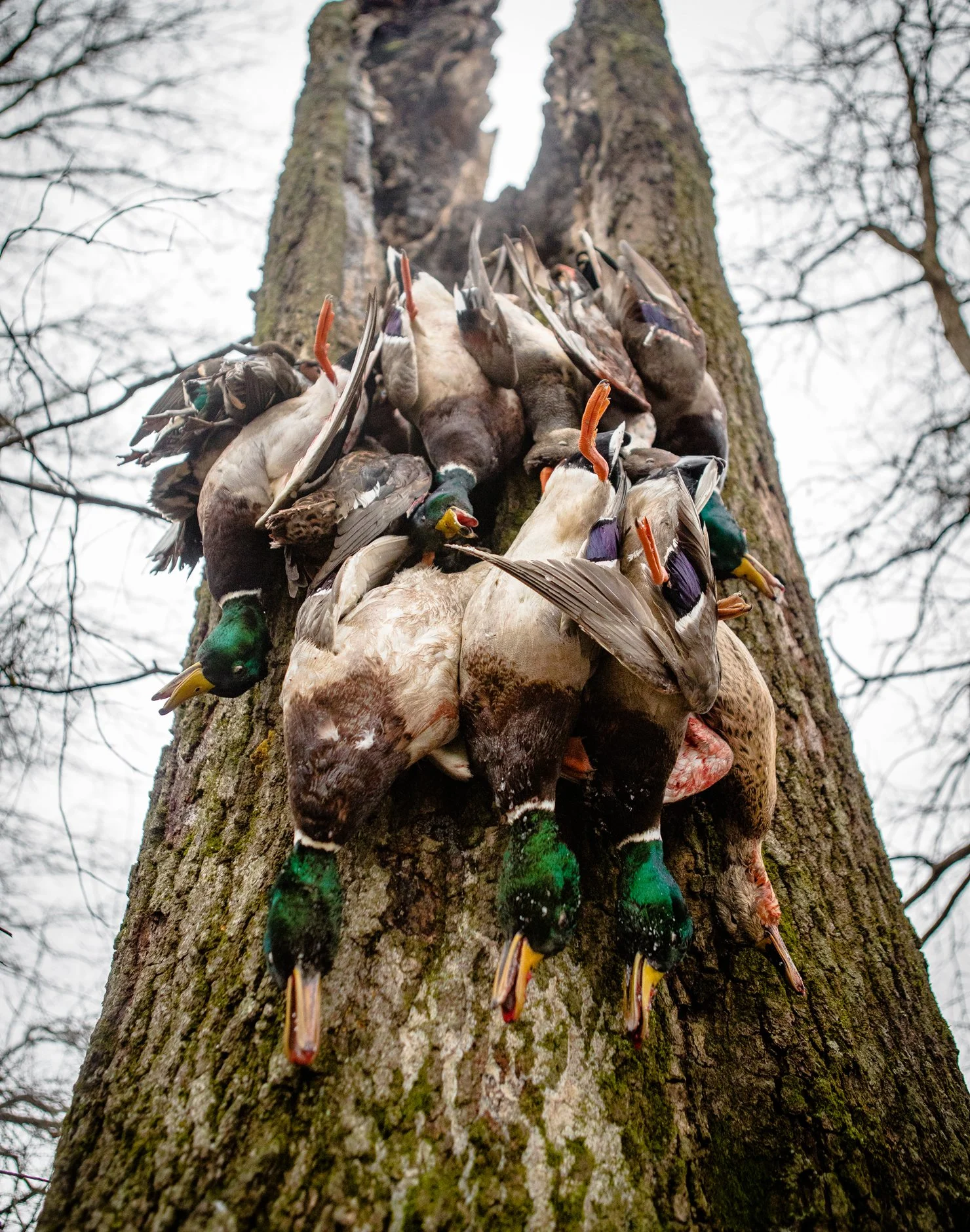 Arkansas Goose & Duck hunting - 2W Outfitters