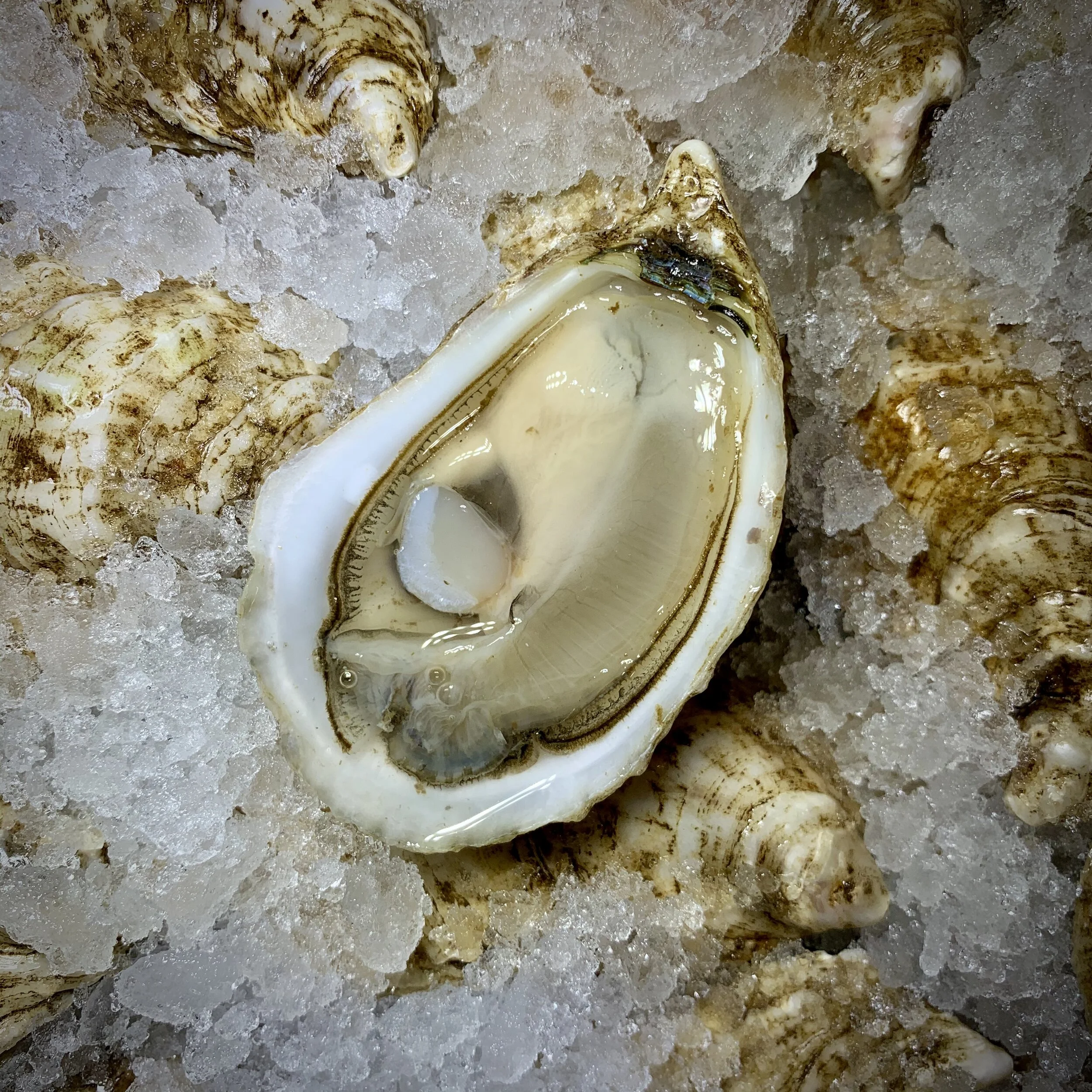 OYSTERS — EMPIRE OYSTER