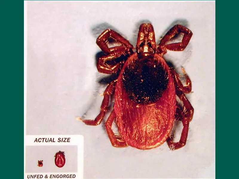 Ixodes Scapularis Engorged