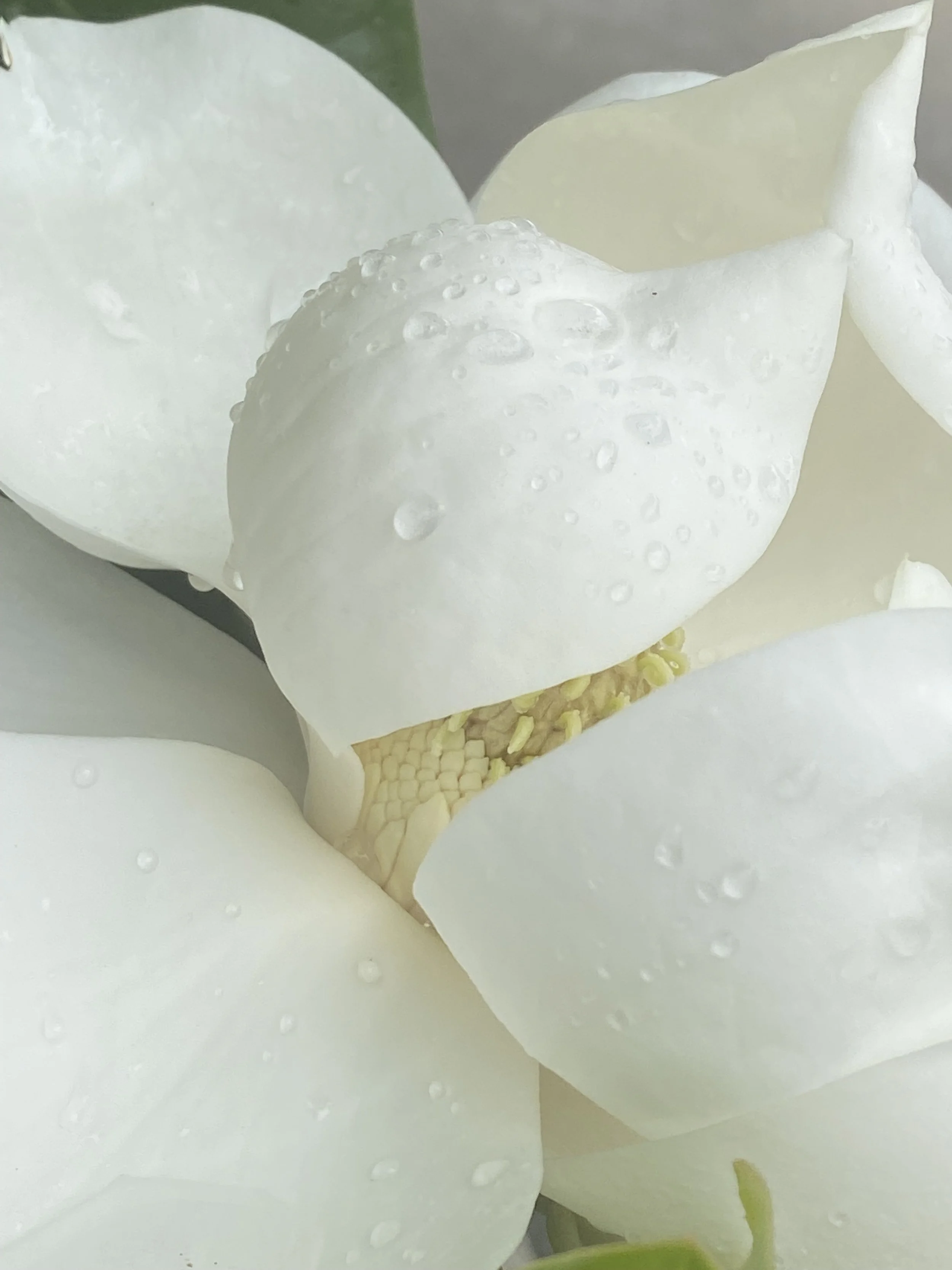 Susan Meeks — Jack Meier Gallery