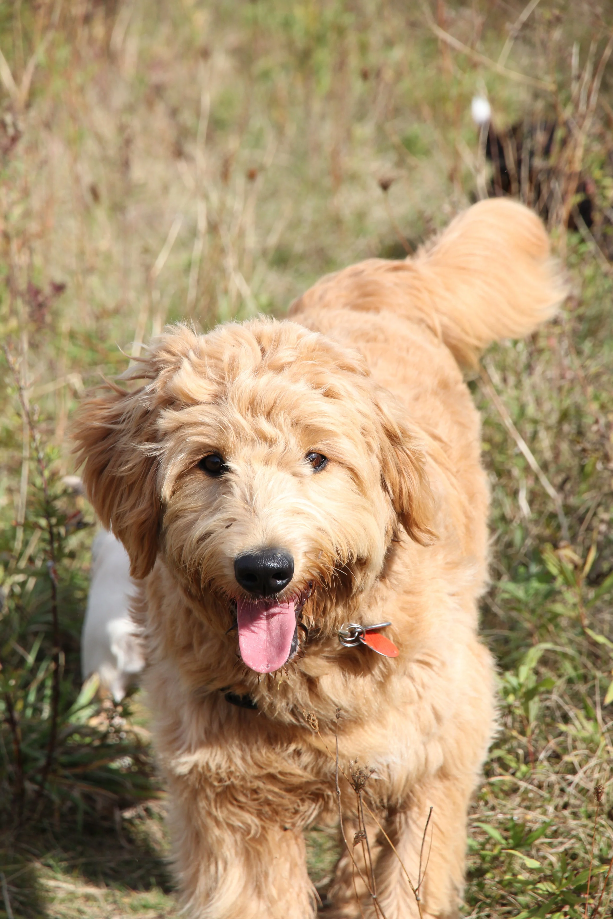 Full Pawtential Dog Training Services