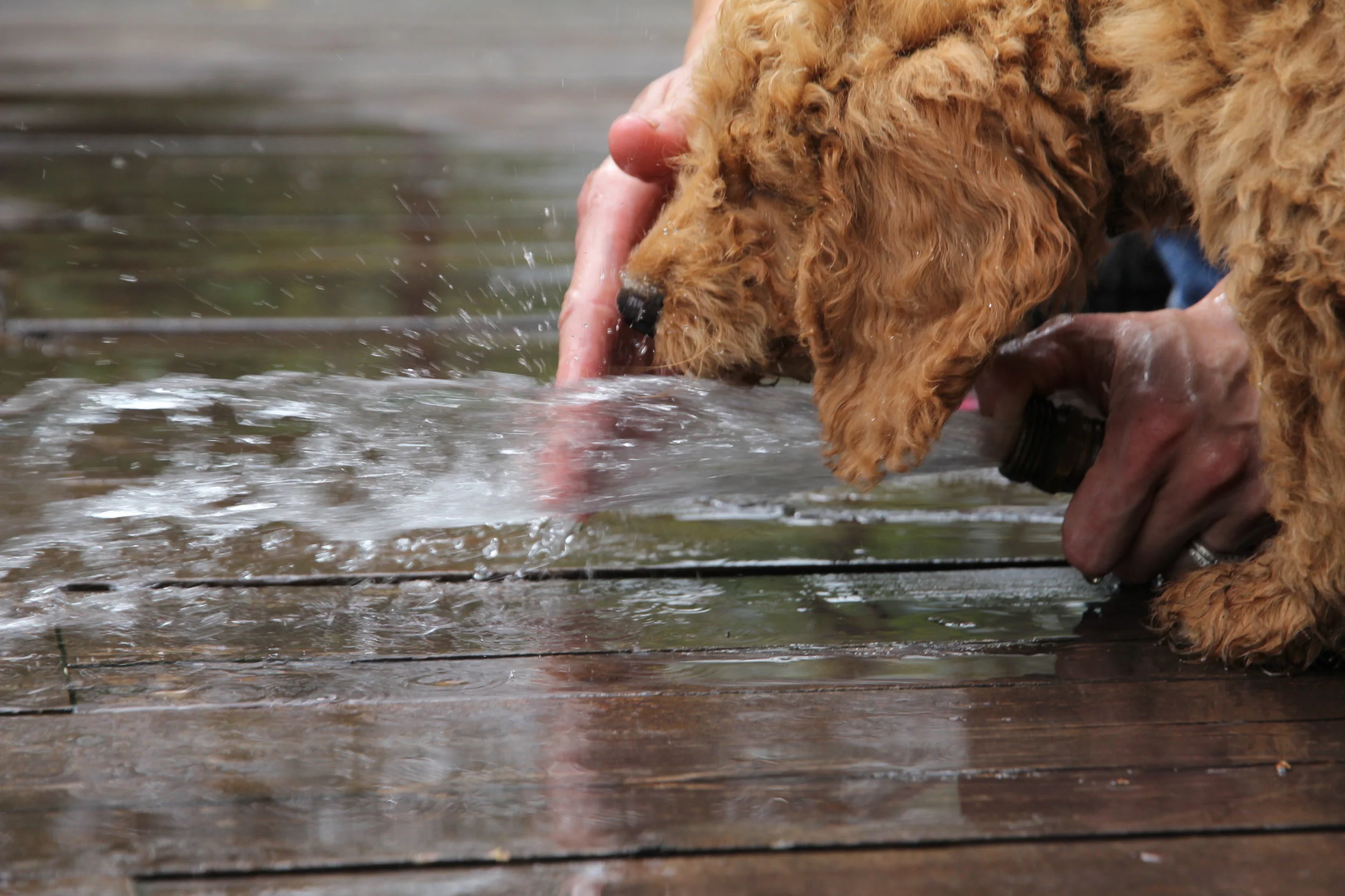 Full Pawtential Dog Training Services