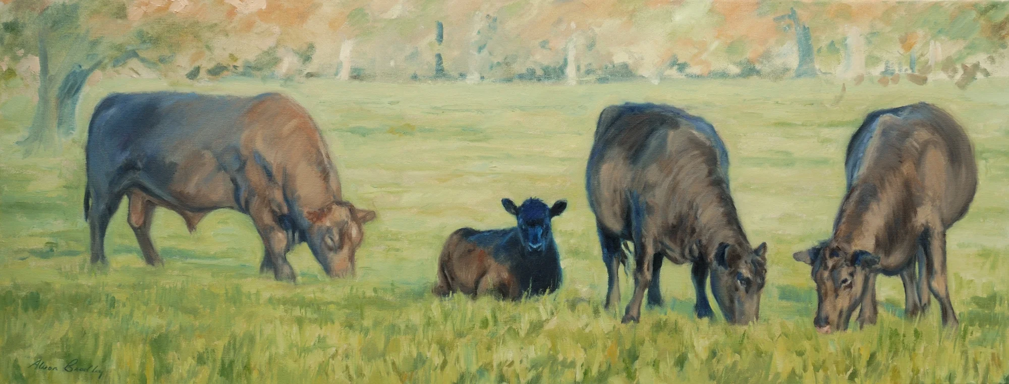 Aberdeen Angus Grazing — Alison Bradley Gallery