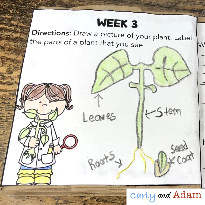 Growing Plants in the Classroom — Carly and Adam