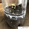 Growing a Self-sustaining Plant Ecosystem — Carly and Adam