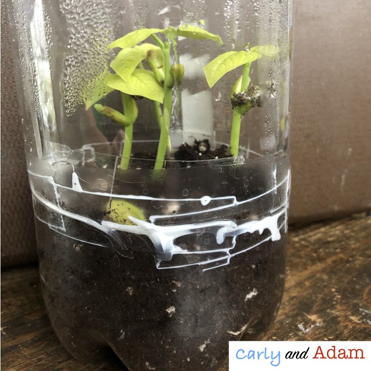 Growing a Self-sustaining Plant Ecosystem — Carly and Adam