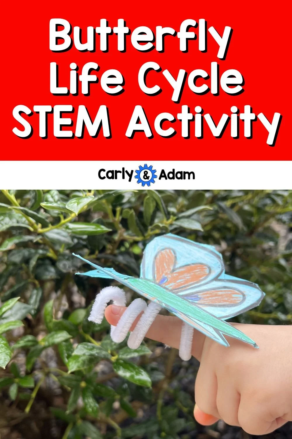 Butterfly Life Cycle Project