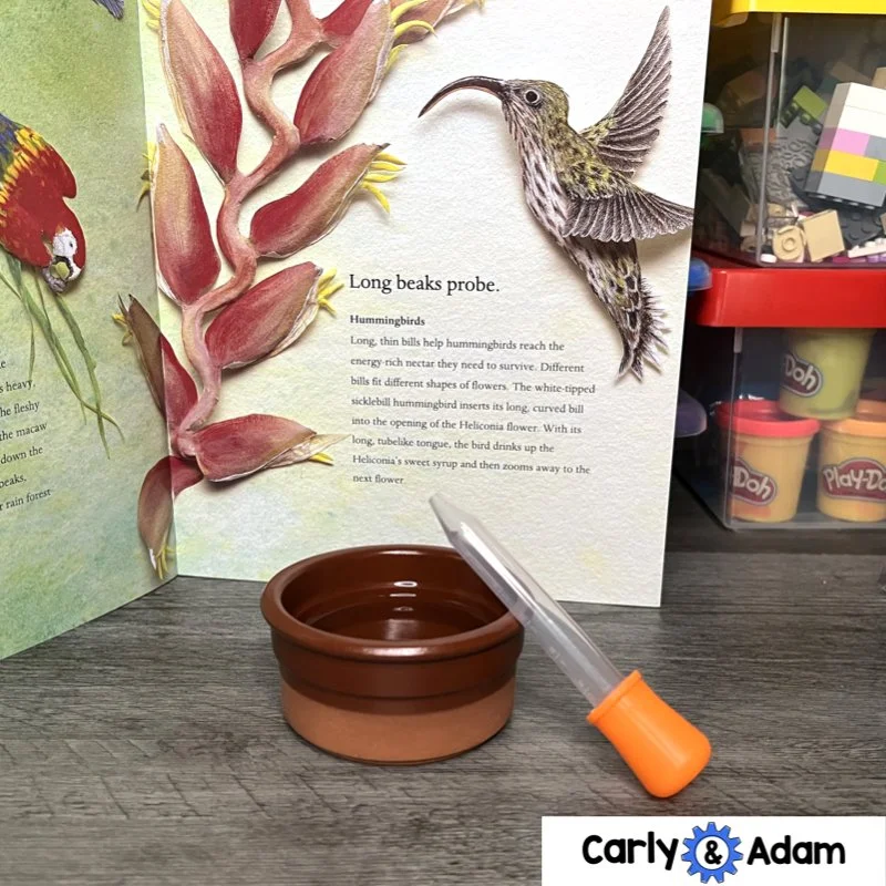 Bird Beak Investigation and STEM Challenge (Animal Adaptations) — Carly ...