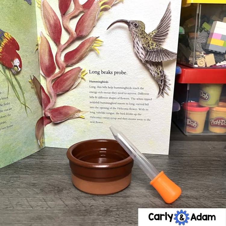 Bird Beak Investigation and STEM Challenge (Animal Adaptations) — Carly ...