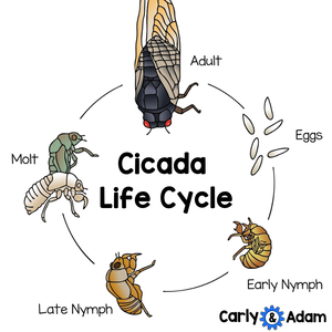 Cicada Activities for Kids — Carly and Adam