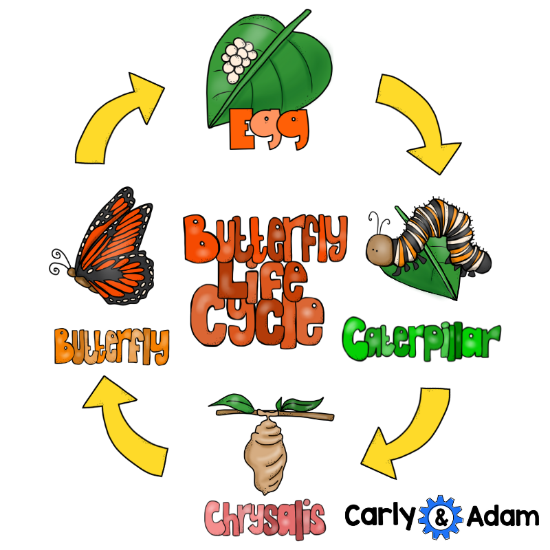 Butterfly Life Cycle STEM Activity — Carly and Adam