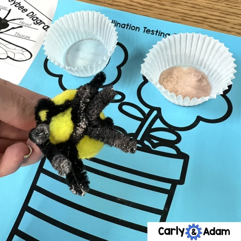 2nd Grade Life Science Activities — Carly and Adam