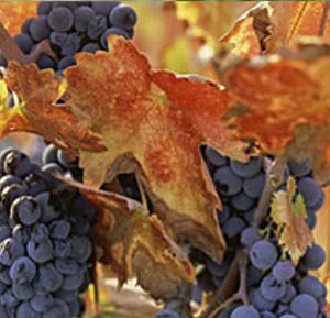 Hamilton Cellars - Benton City Washington Winery - Wine Tasting and Events