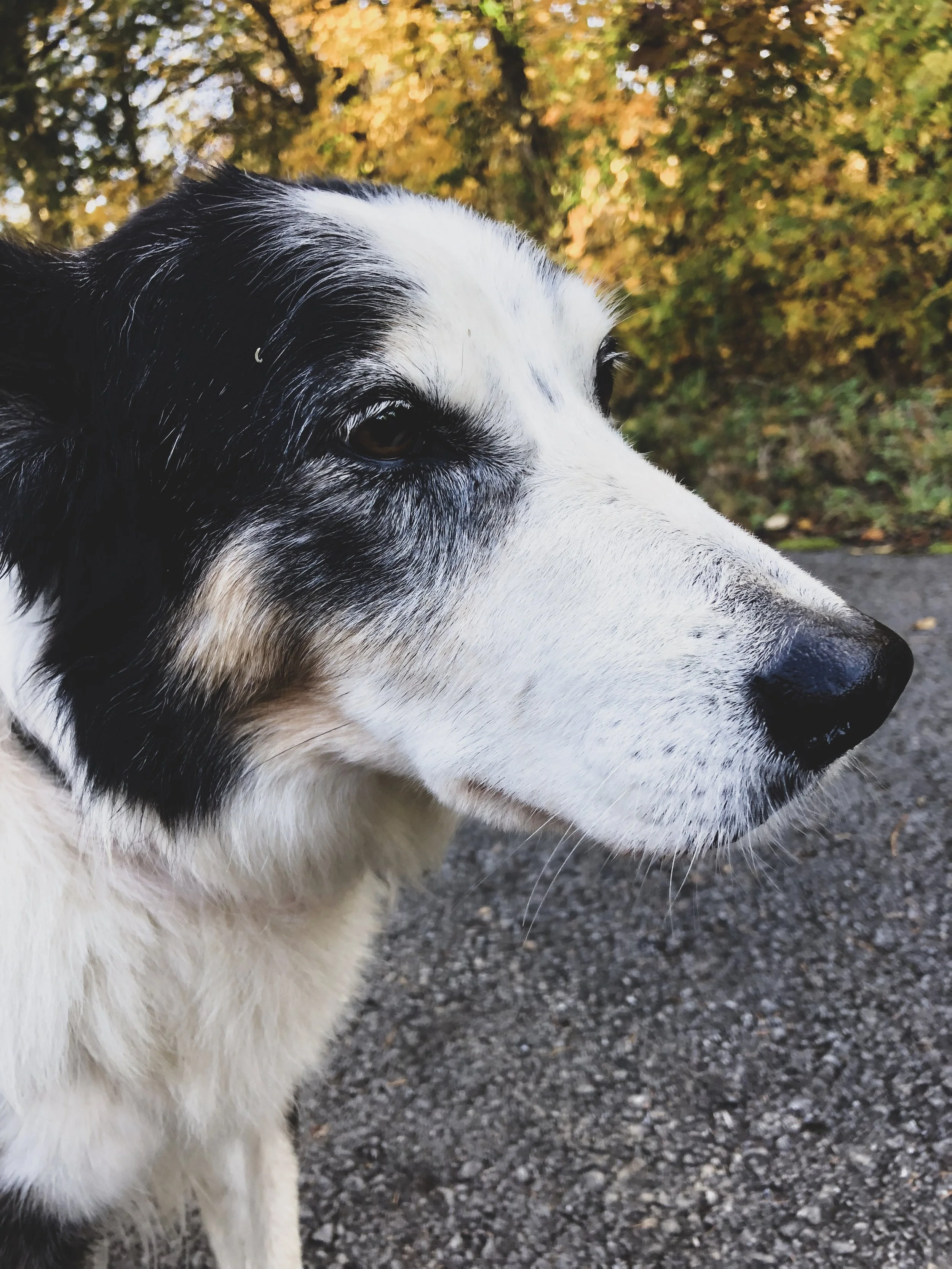 Canine and Feline Spotlight — Winding Creek Farms