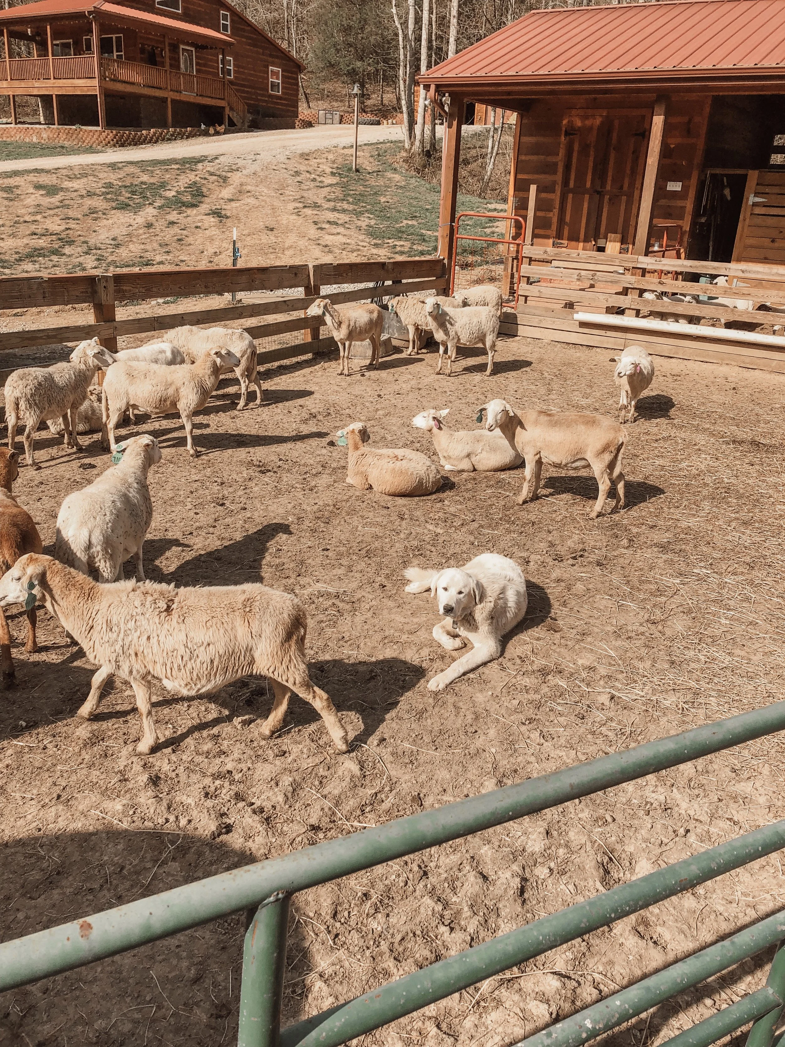 Two Years Later — Winding Creek Farms