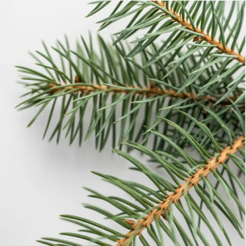 About Medical Marijuana - Strains, Cannabinoids, and Terpenes — Maitri ...