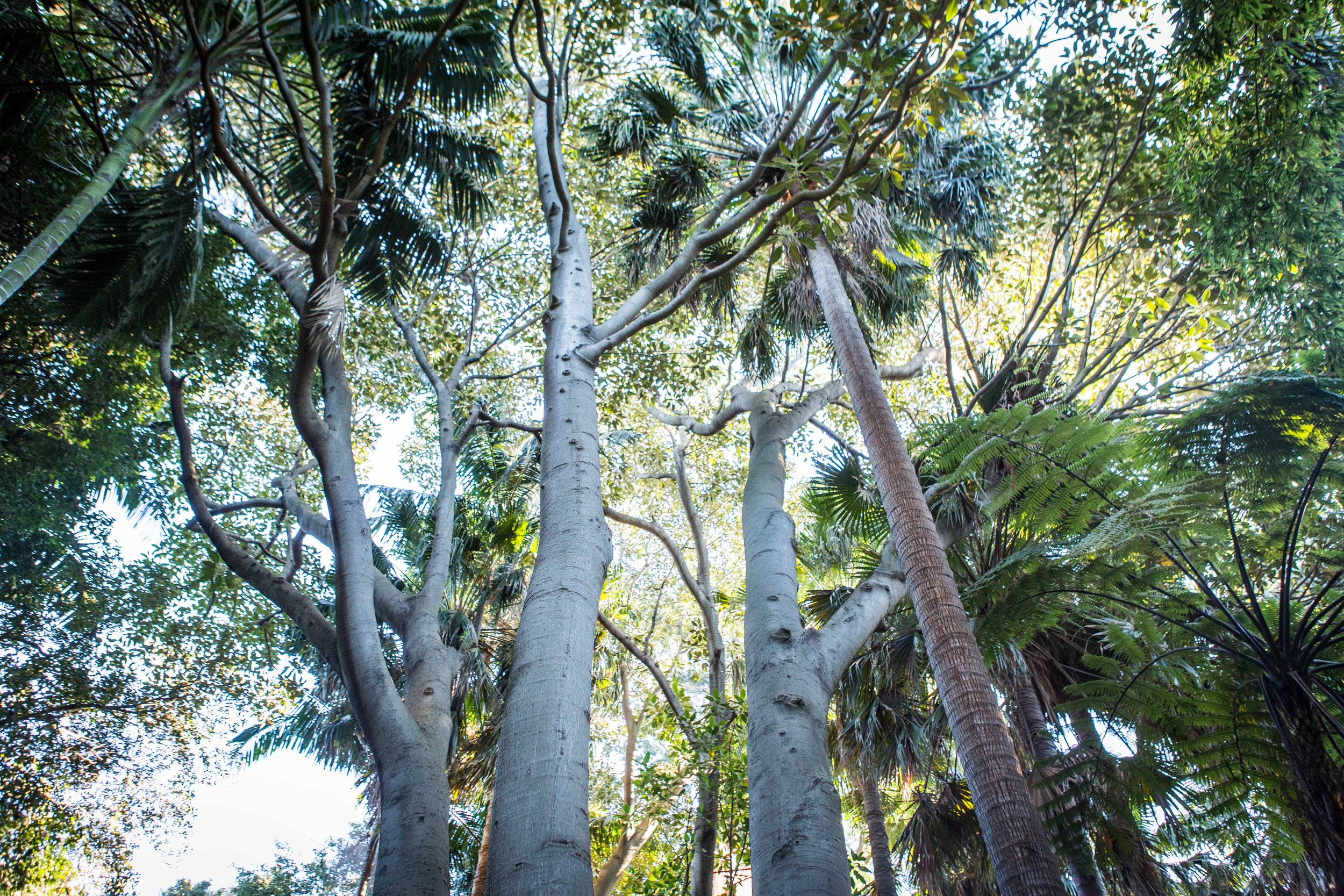 Fern Gully @ Royal Botanic Gardens, Melbourne — mamma knows melbourne
