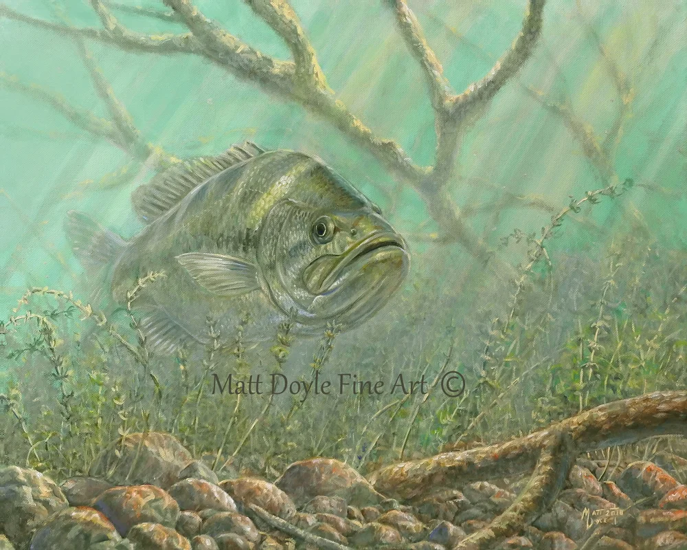 Largemouth Bass Underwater Drawing