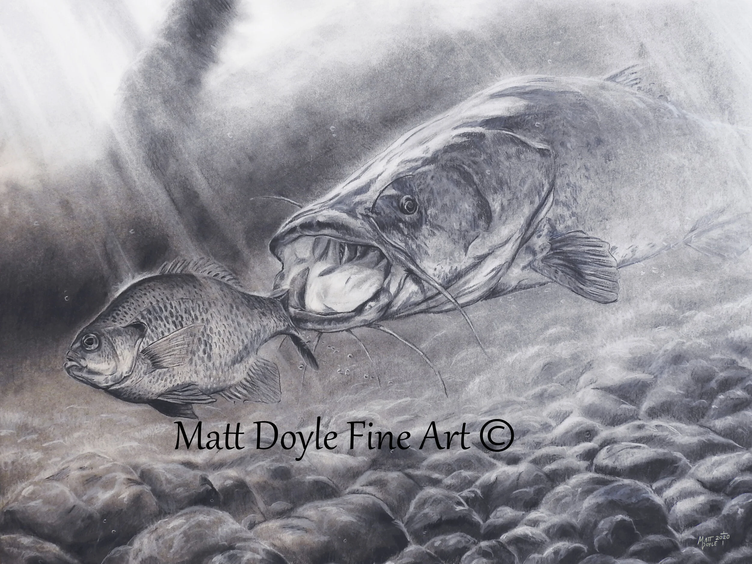 Fish — Matt Doyle Fine Art