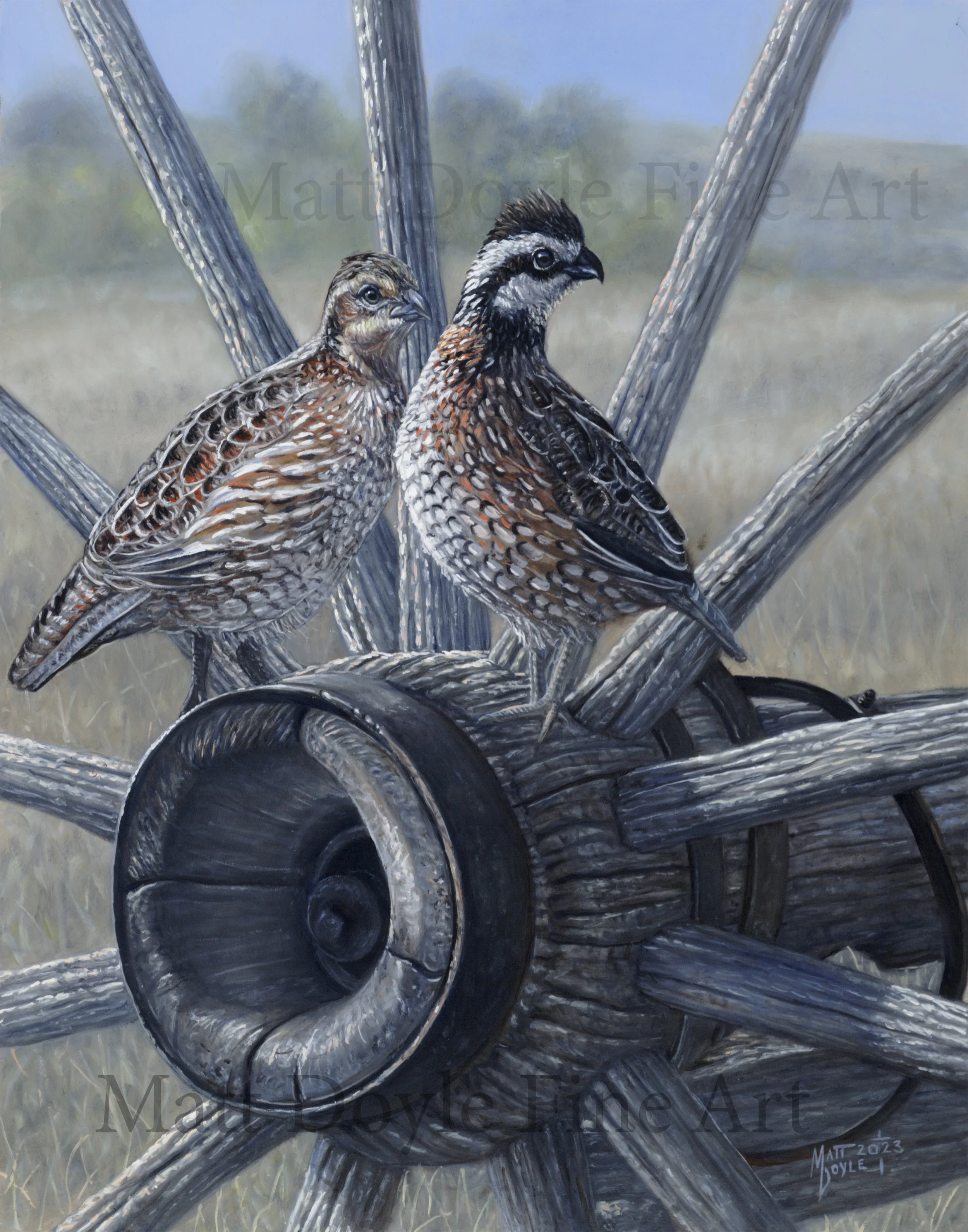 Birds — Matt Doyle Fine Art